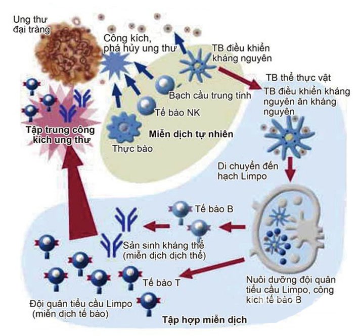 Ý nghĩa của liệu pháp miễn dịch trong điều trị ung thư | Vinmec