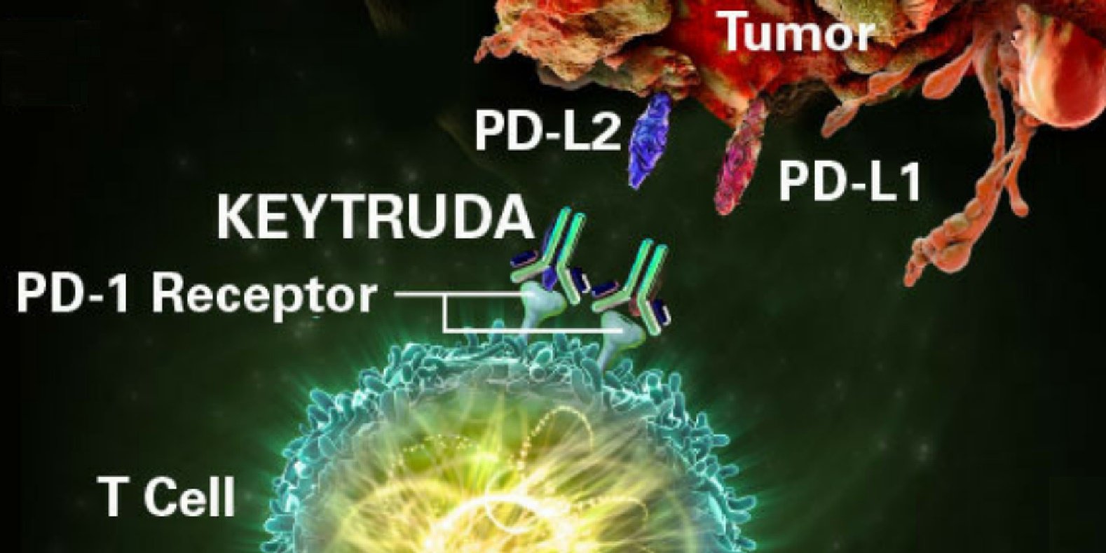 Immunotherapy with Keytruda in patients with head and neck cancer ...