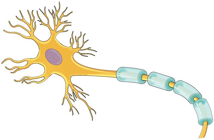 Myelin: The "armor" that protects your nerve cells | Vinmec
