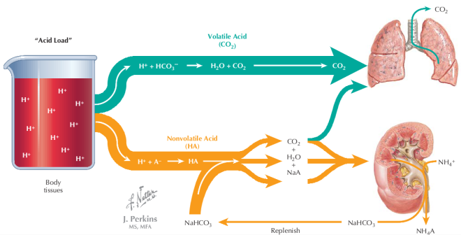Axit Bazo Là Gì? Khám Phá Định Nghĩa, Tính Chất và Ứng Dụng