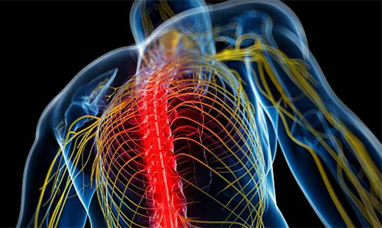 how-many-nerves-are-there-in-the-human-body-vinmec
