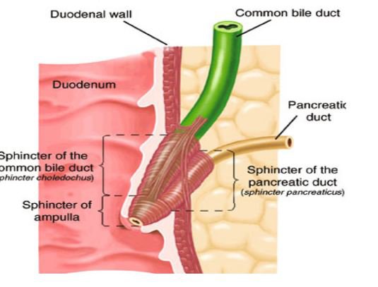 Sphincter Of Oddi Histology