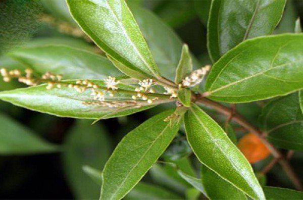 Cây khổ sâm: Đặc điểm, bào chế, công dụng và cách sử dụng – FarmStay