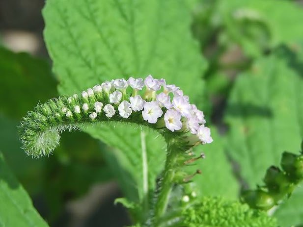 Các công dụng cây vòi voi | Vinmec