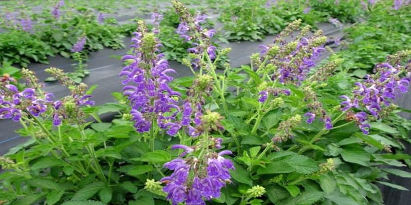 Cây đan sâm có tác dụng gì? | Vinmec