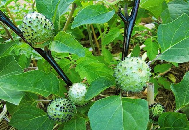 Cây cà độc dược có độc không? | Vinmec