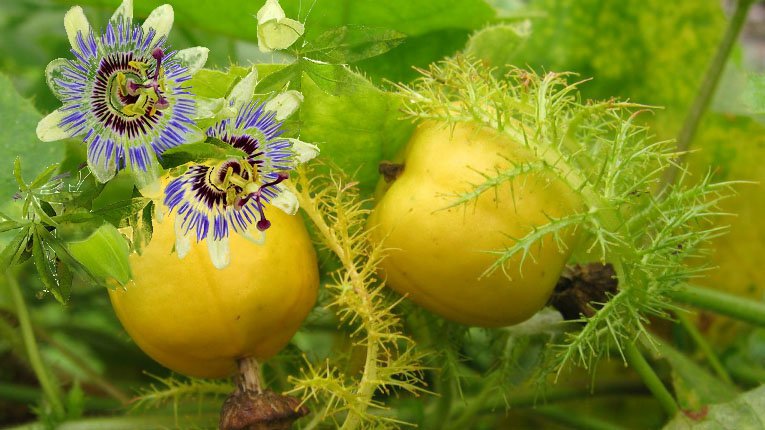 Cây chùm bao có tác dụng gì? | Vinmec